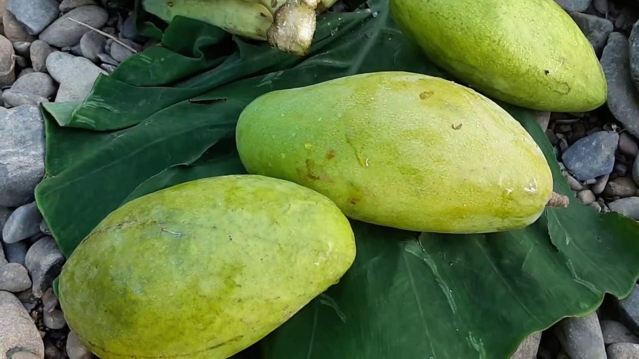Primitive Technology - Find mango- take to eat eating delicious - YouTube