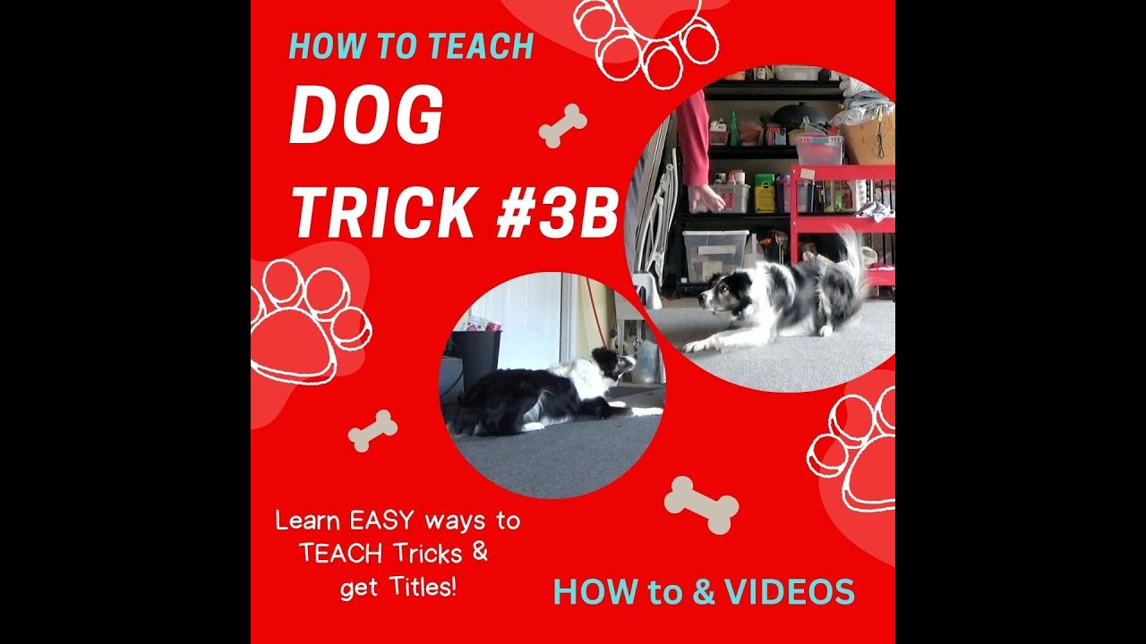 DOG Tricks 3B - Crawl Progression - Easy and FUN WAYS to Train trick skills & GET your Trick ...