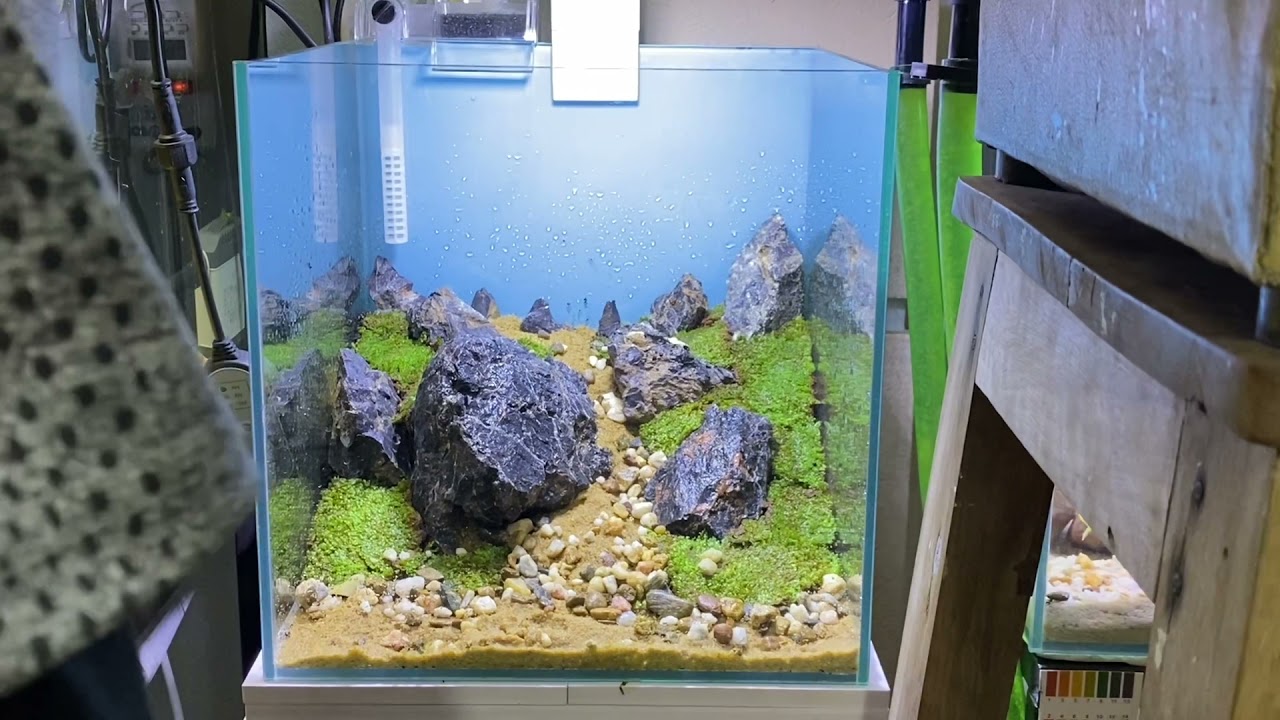 SETUP BỂ CUBIC 30x30 LAYOUT NÚI ĐÁ CHI PHÍ CHƯA ĐẾN TRIỆU ĐỒNG - YouTube