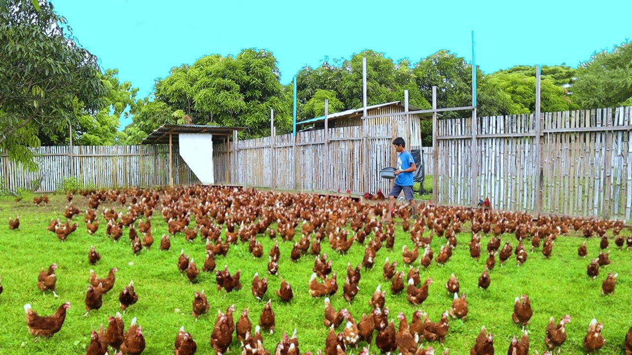 Farm's Daily routine! Newly hatched GEESE, Harvesting eggs & Feeding ...