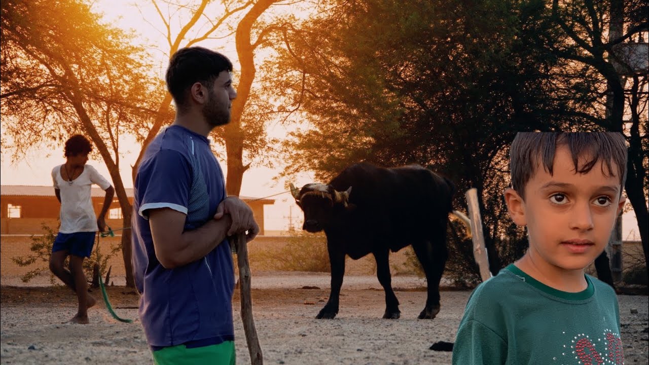 Village life in Iran | Buffalo swimming in the sunset at Karon river ...
