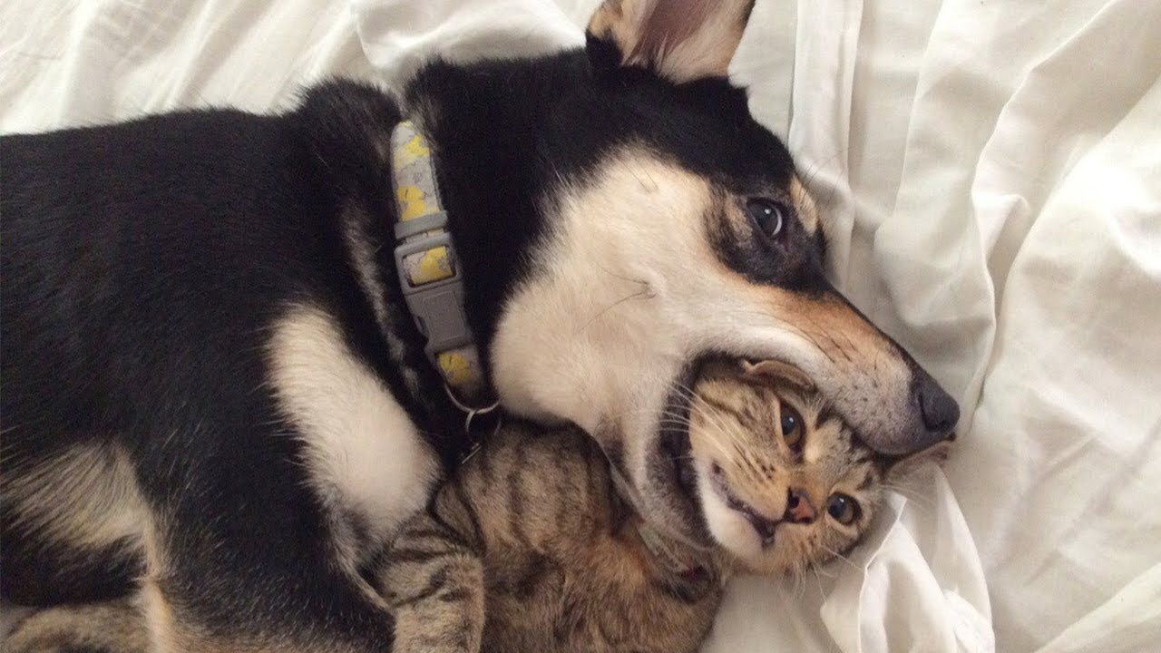 Funniest Animals Video - Best Cats😹 and Dogs🐶 Videos of 2023 ...