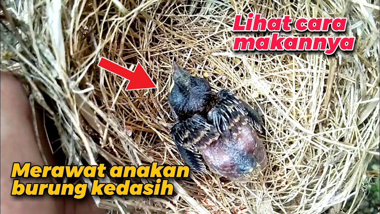 Cara merawat anakan burung kedasih cindil - YouTube