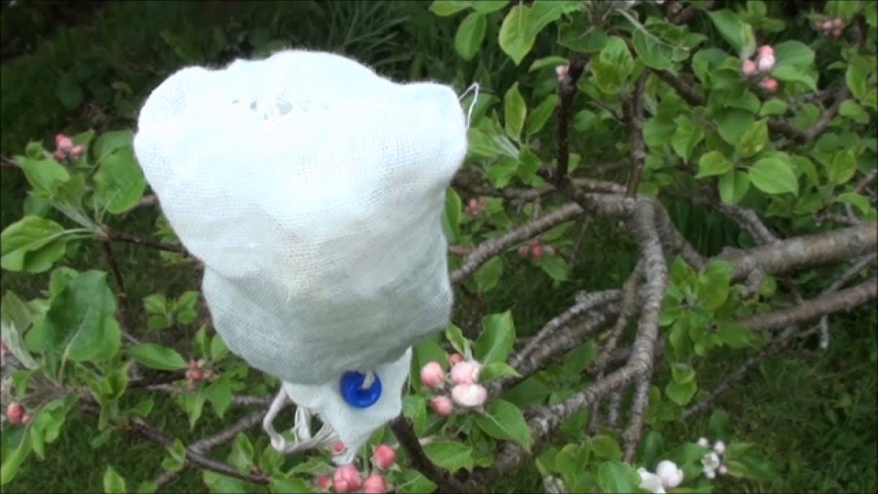How to breed new apple varieties in the garden. Part 3: Hand ...