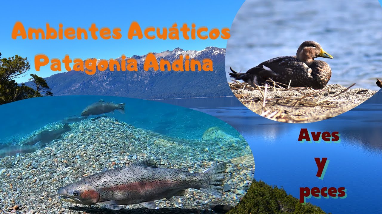 Peces y aves acuáticas en lagos y ríos en Bosques de Patagonia. - YouTube
