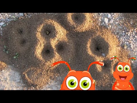 Karınca Yuvası Bulduk/ Orman maceraları 2