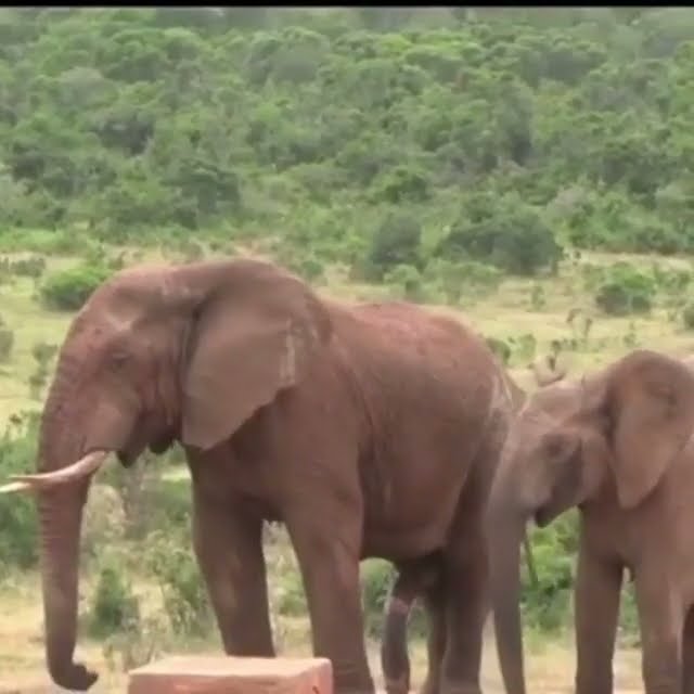 Elephant mating - YouTube
