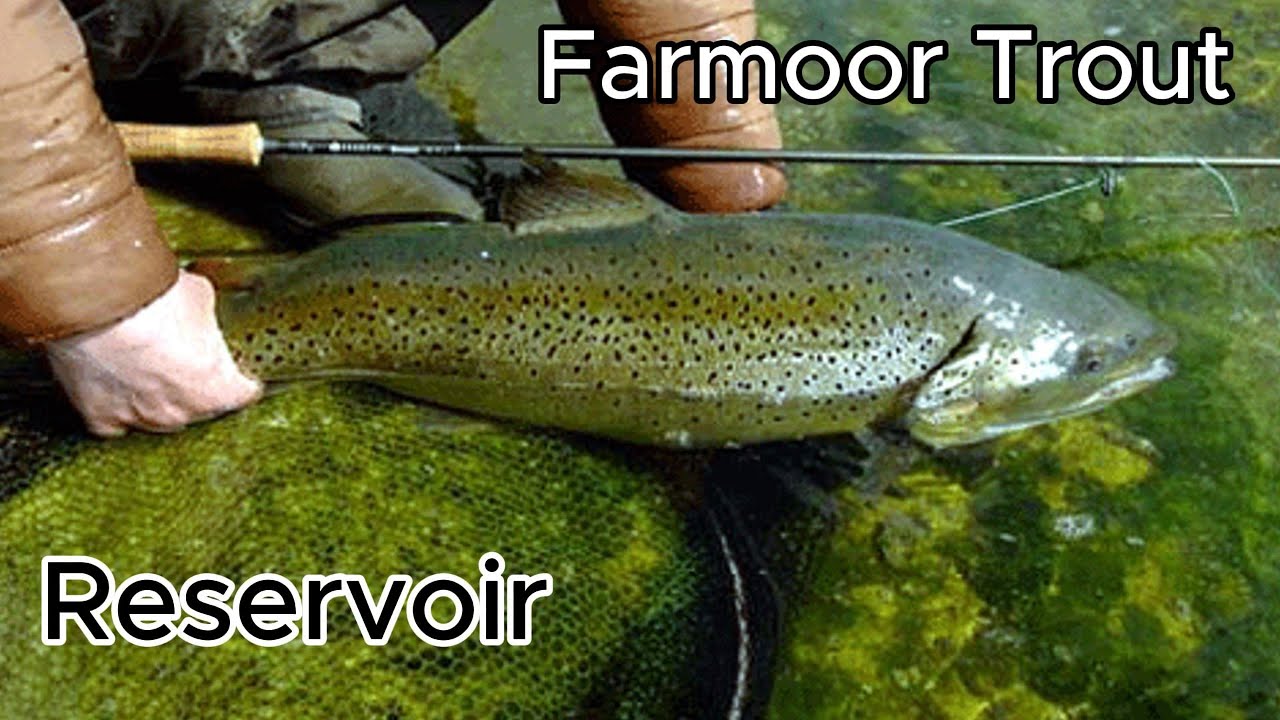 The SHOCKING Truth About My First Farmoor Fly Fishing Trip - YouTube