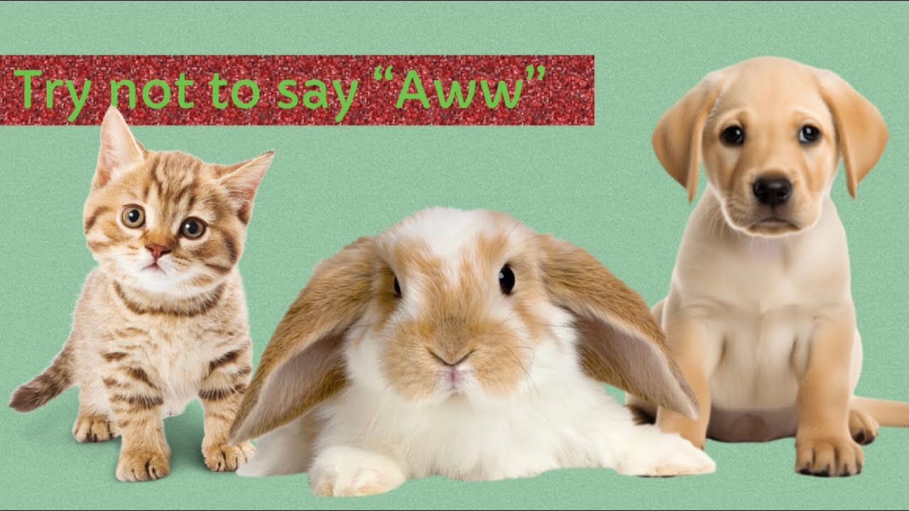 Try NOT to say “aww” challenge (with cute animals) - YouTube