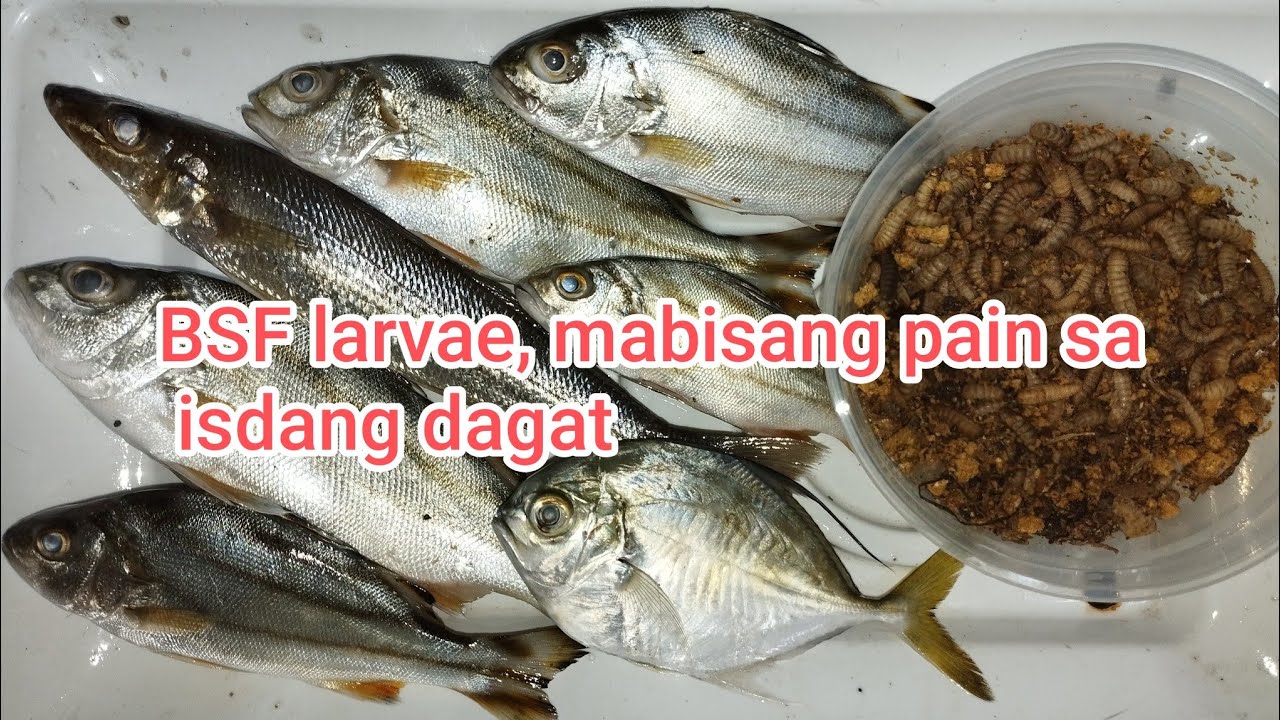 mabisang pain sa isdang dagat ang black soldier fly larvae or BSF uod ...