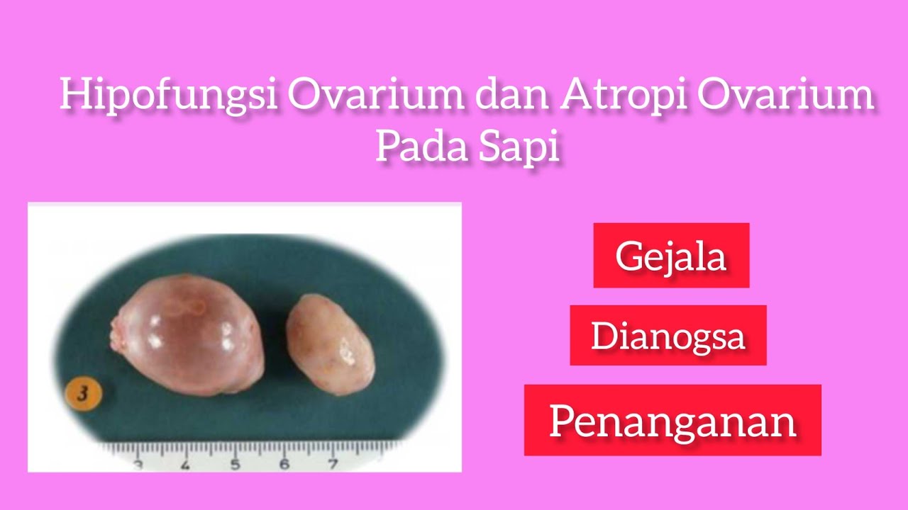 Hipofungsi Ovarium dan Atropi Ovarium Pada Sapi - YouTube