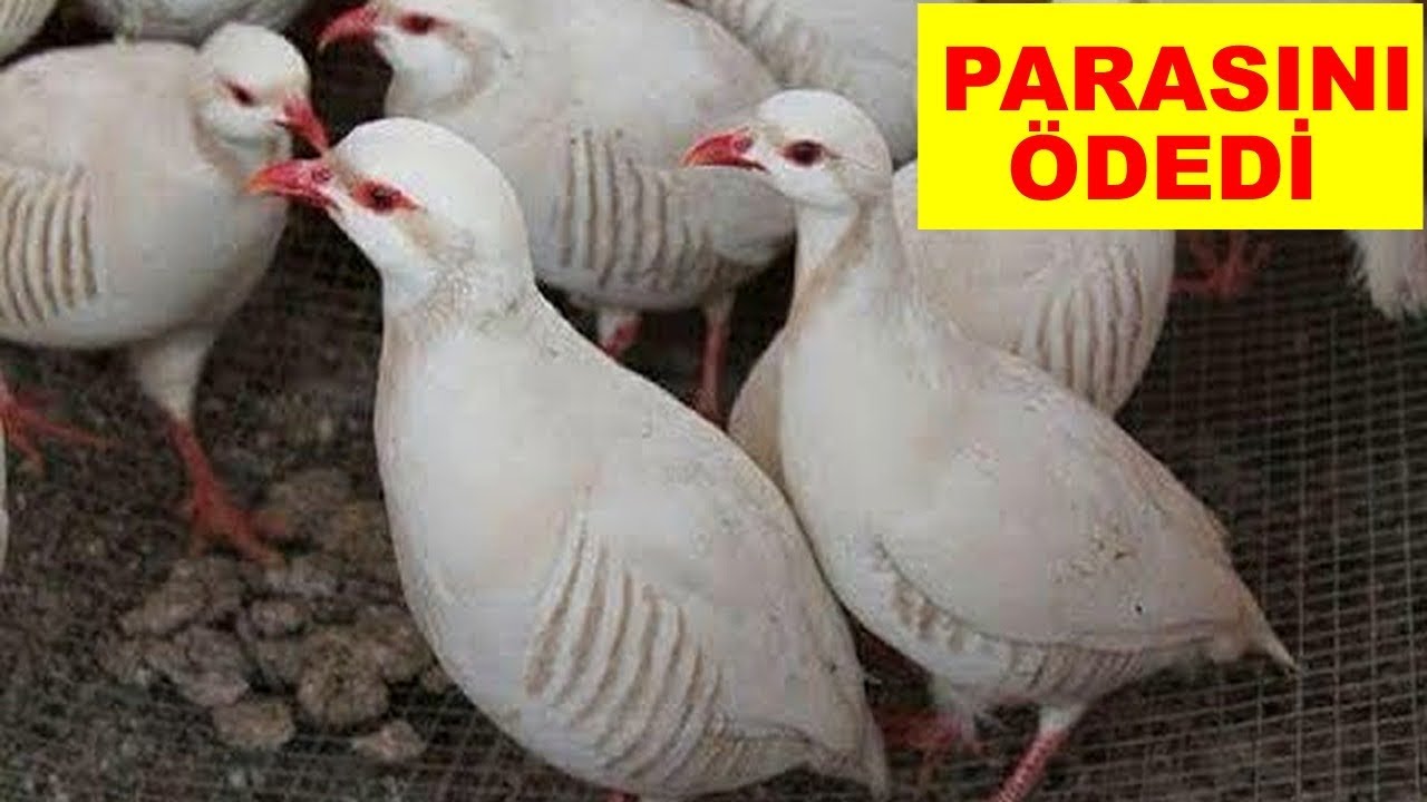Keklik Bakımı ! - YouTube
