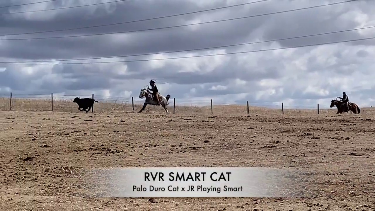 TD ANGUS - RVR Smart Cat - YouTube