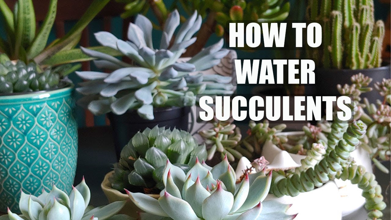 HOW I WATER SUCCULENTS! Watering Succulent Plants For Beginners. Tips ...