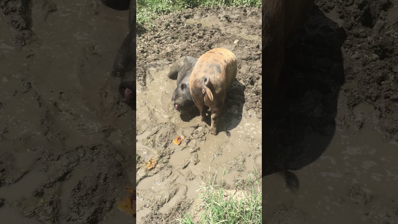 Pigs cooling off in the mud - YouTube