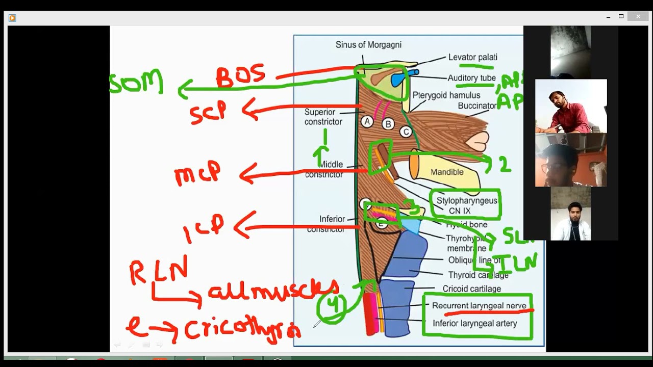 Pharynx.Muscles and structures passing through it. - YouTube