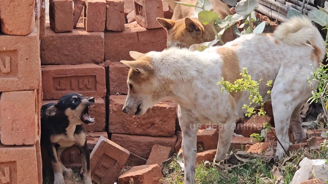 Street dog fight||Dog barking||Dog sound Video|| - YouTube