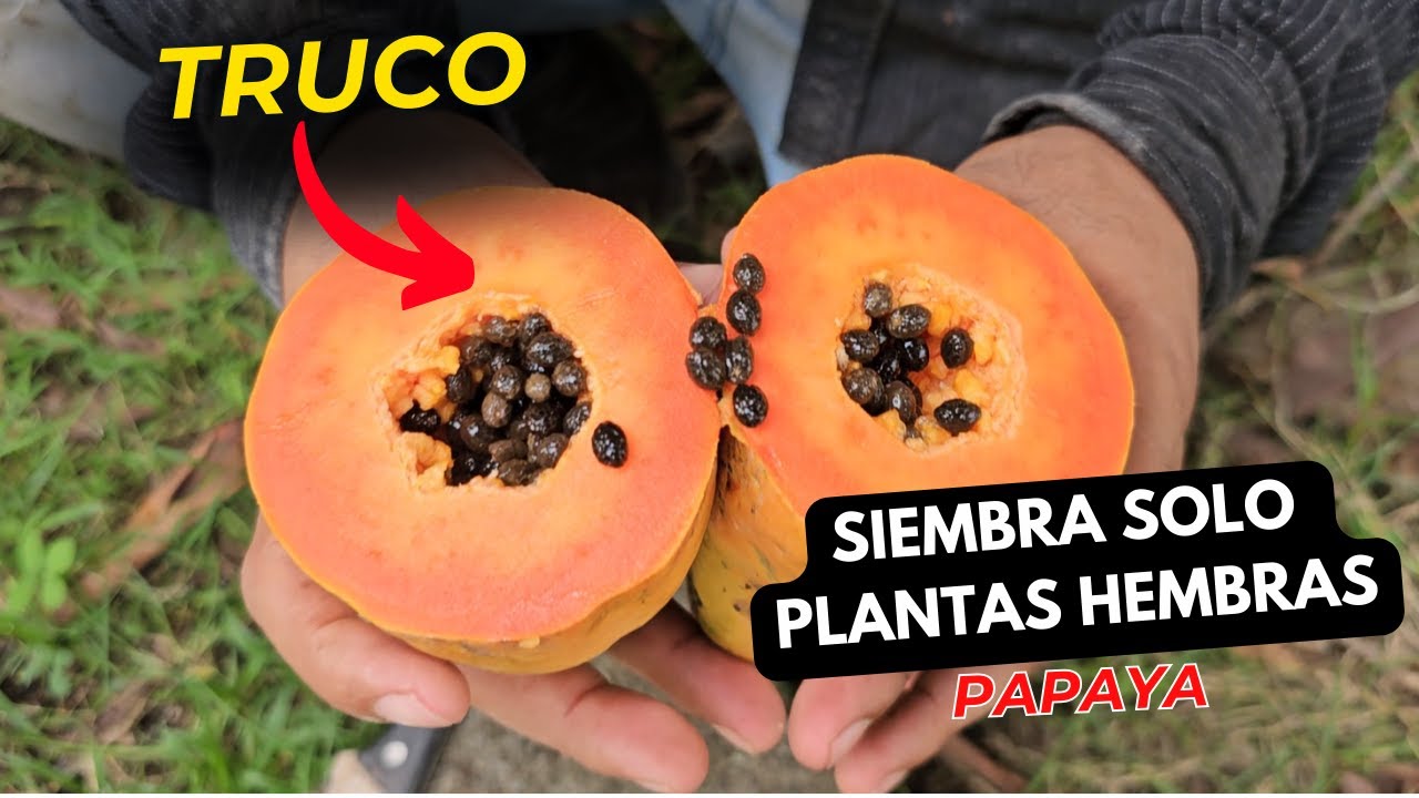 Truco para seleccionar solo semillas hembras de papaya o lechoza - YouTube