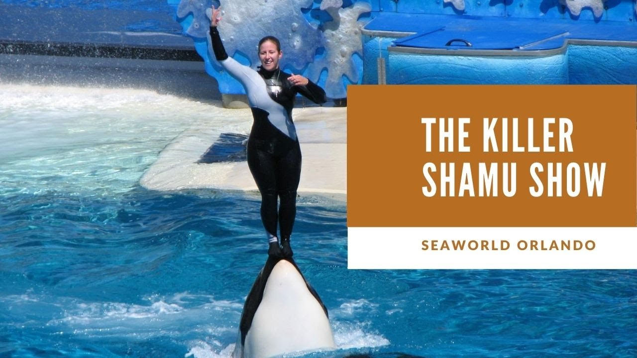 SeaWorld Orlando Shamu The Complete Shamu Show at Shamu Stadium Orlando ...