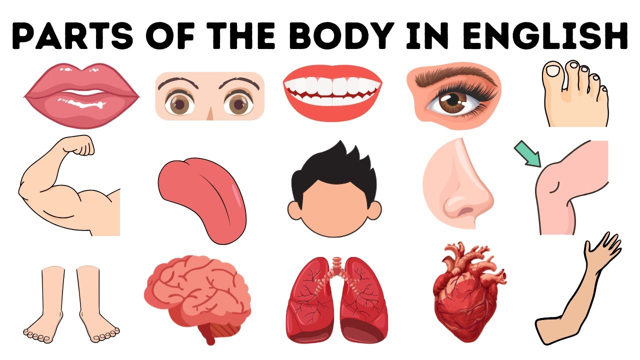 Learn Body Parts in English | Fun Practice for Kids | Listen & Repeat ...