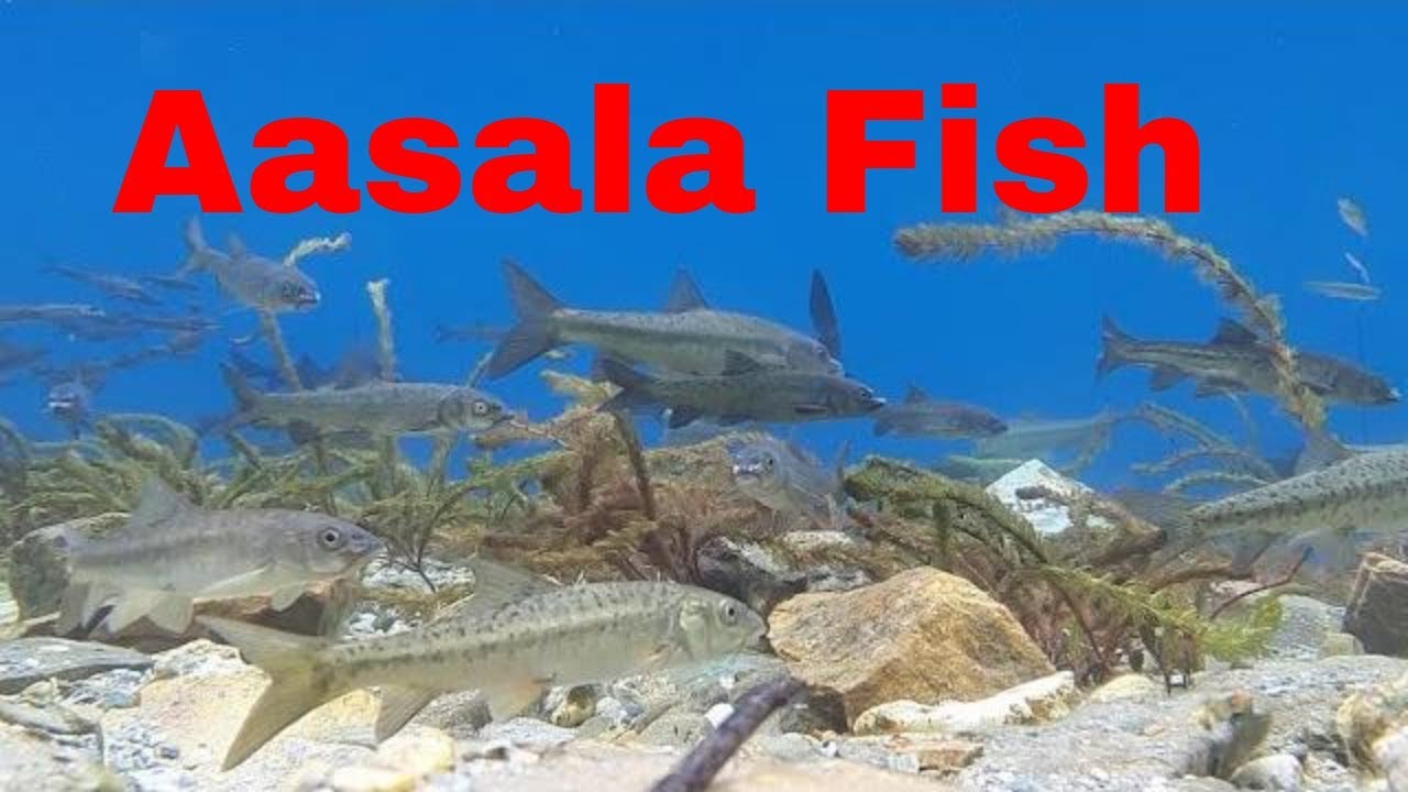 Fish In Rara Lake - YouTube