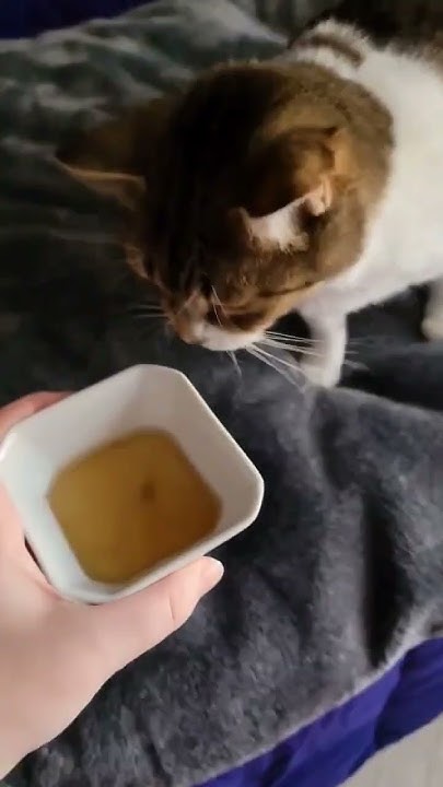 Watch my four cats react to catnip tea. - YouTube