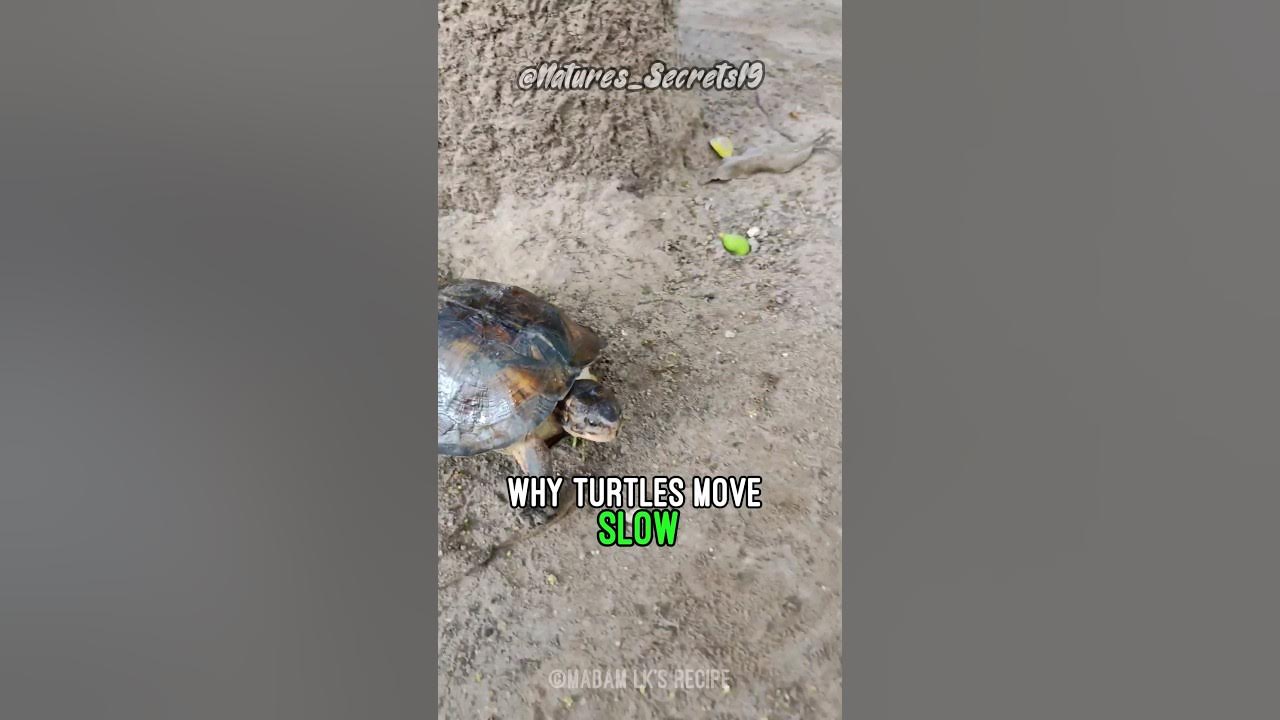 Why do turtles move so slowly? - YouTube