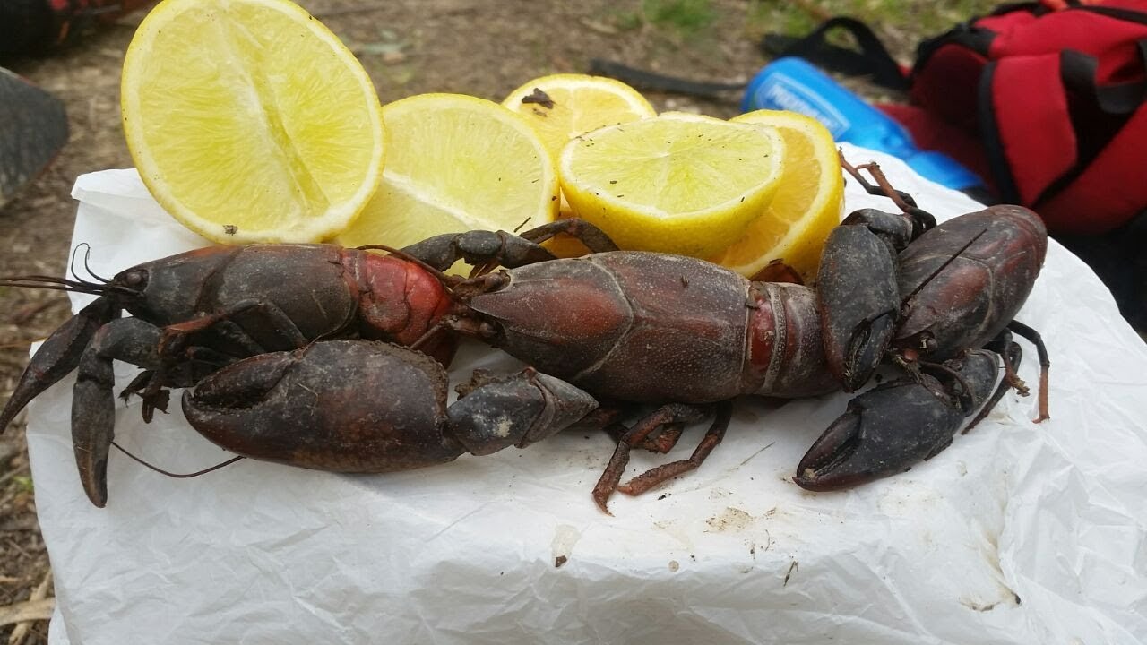 Freshwater Yabbies - Catch and Cook |Fishing With Joel - YouTube