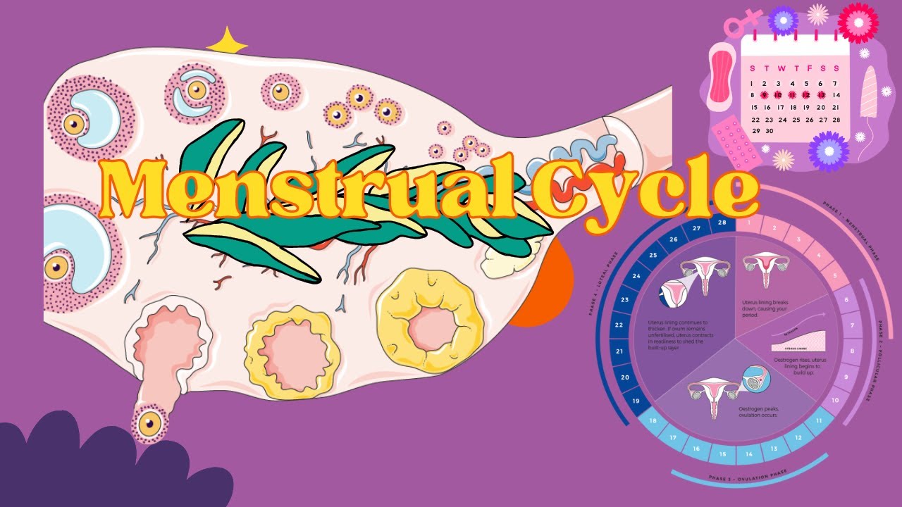Demystifying the Menstrual Cycle: Phases and Importance in Human ...