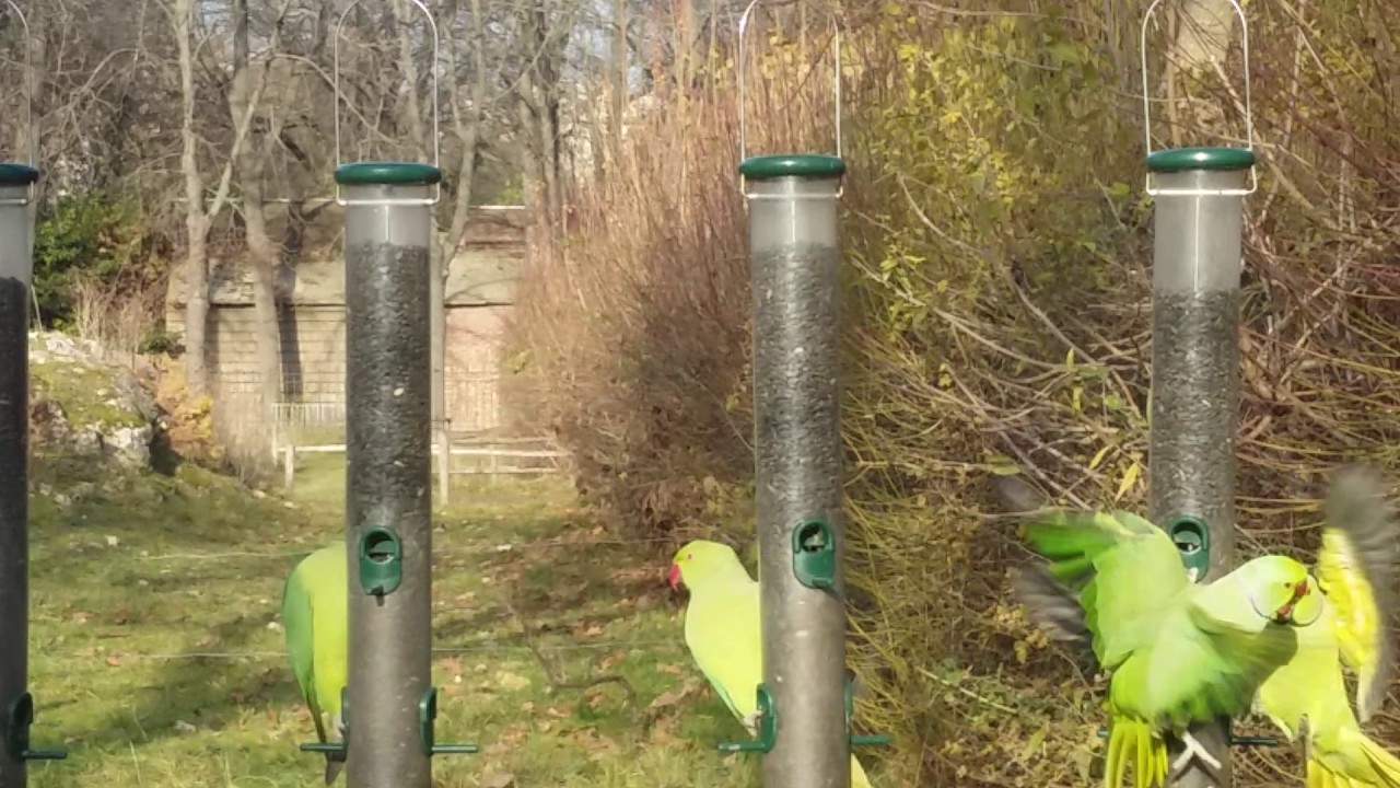 Perruches Paris gare Austerlitz1 - YouTube