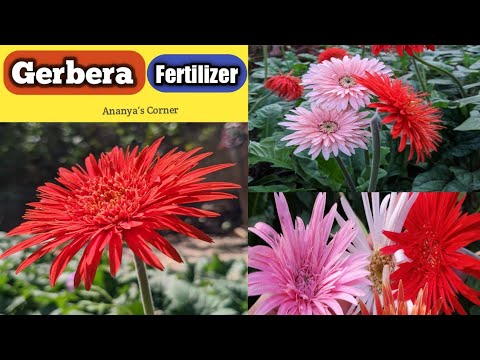 🌿Gerbera Plant Fertilizer | How to fertilize Gerbera | organic ...