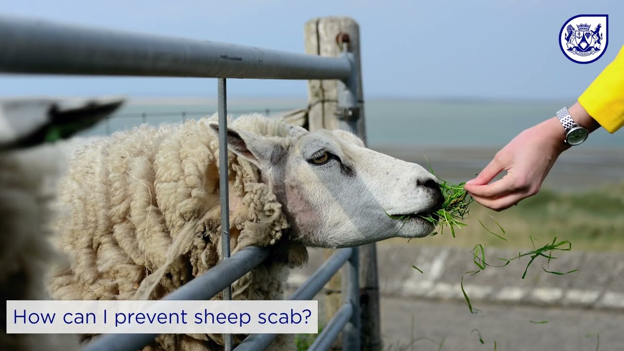 Sheep scab - YouTube