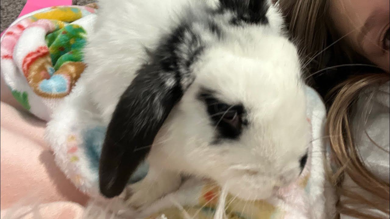 Bunny time - YouTube