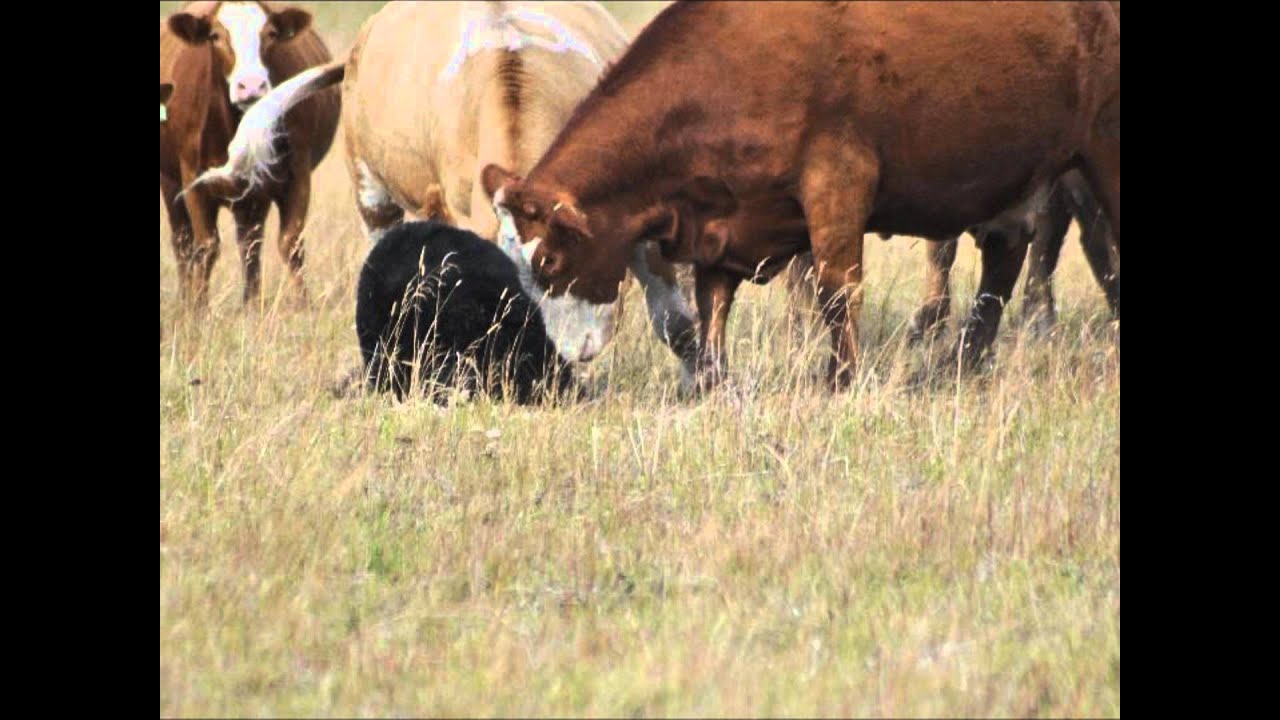 bear vs cows - YouTube