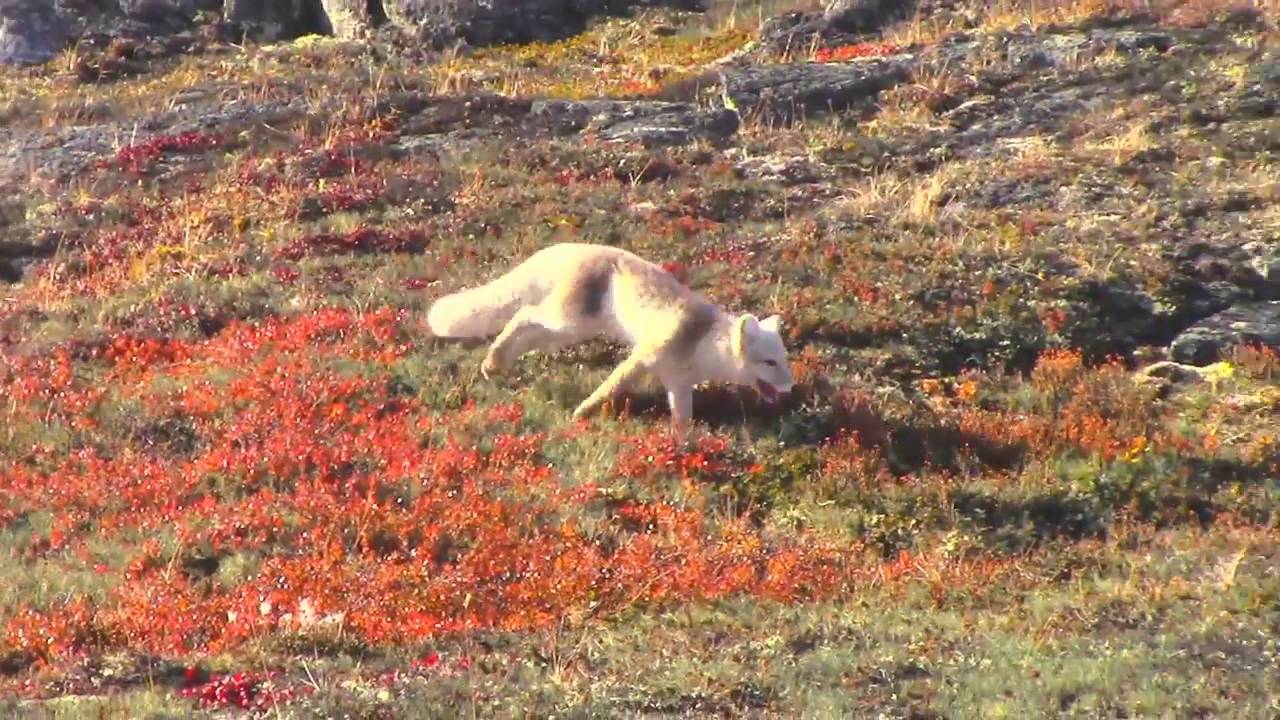 Arctic Fox in the Fall - YouTube