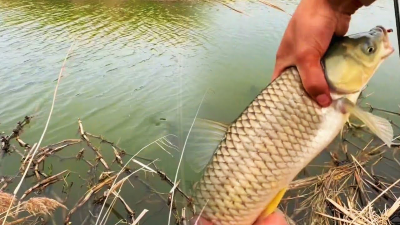 Catch Amazing Fish on the water, Best of fishing, Fishing Net.... - YouTube