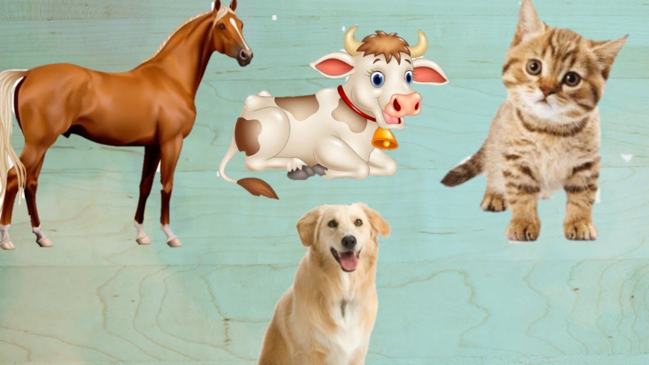 Identify the shadow of the animals | Animals sound - YouTube