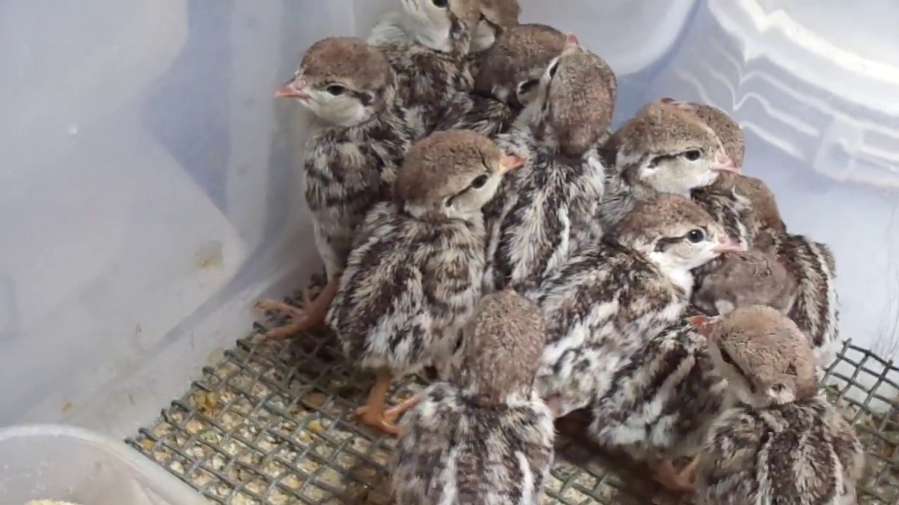 Filhotes de Perdiz Chukar (Alectoris chukar) no Criadouro - YouTube