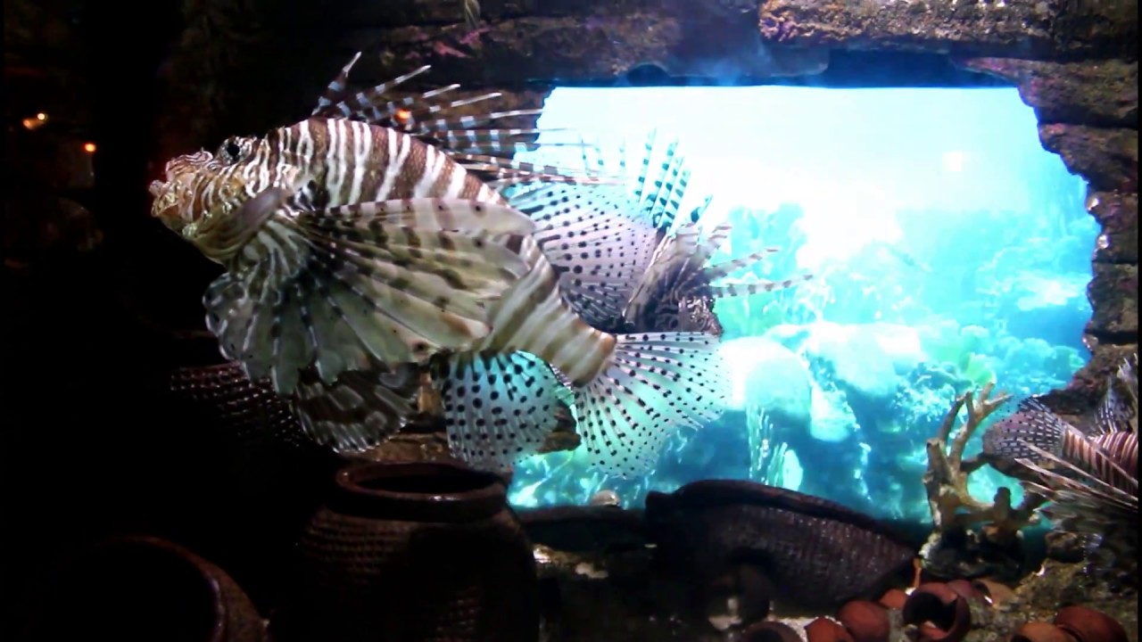 Beautiful Coral Reef Fish, Relaxing cean Fish, Aquarium Fish Tank ...