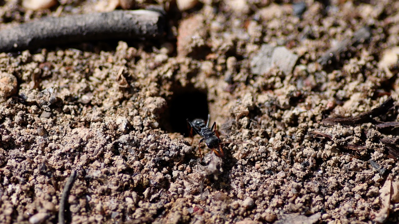 Australian Ants - A Jack Jumper Ant (Myrmecia pilosa) colony in ...