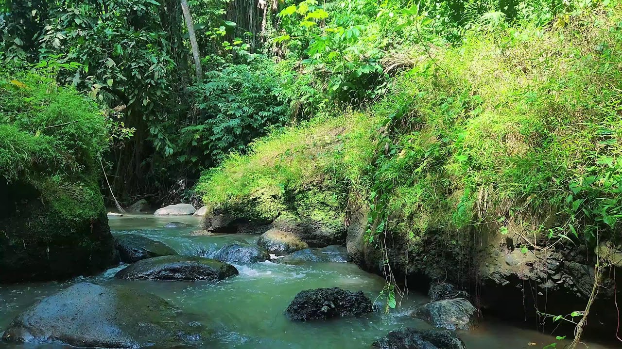 Relaxing River Sounds – Quail Hollow Stream — silent surroundings ...