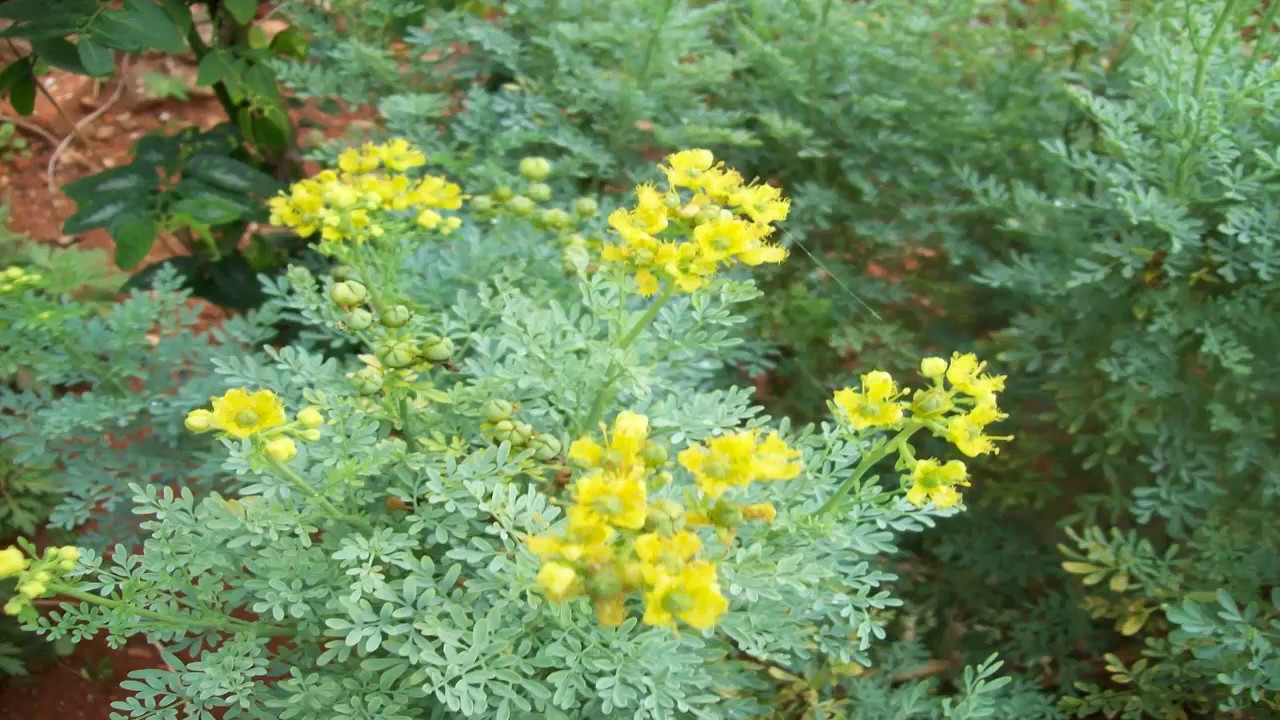 Para que sirve la Ruda propiedades medicinales (Ruta graveolens L ...
