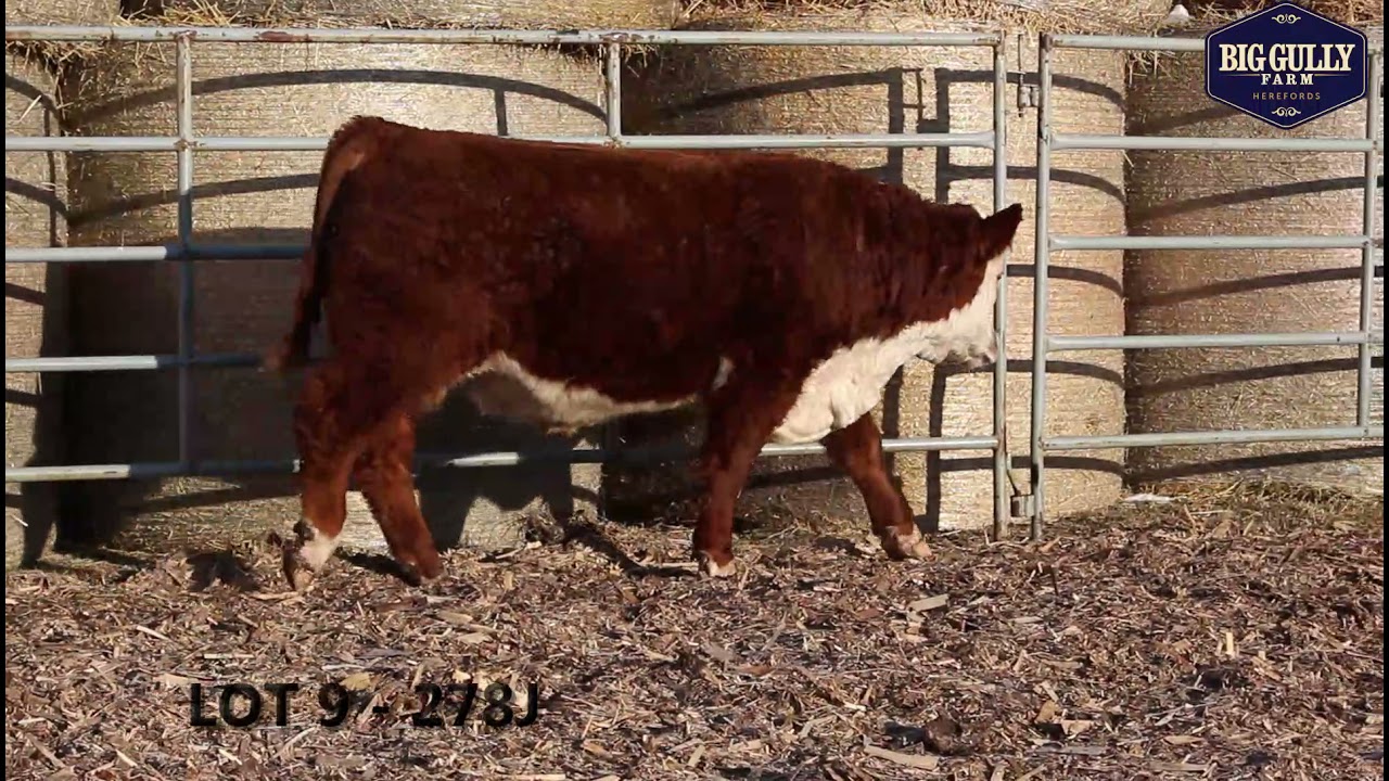 Lot 9: BIG-GULLY 921 ELUSIVE 278J - YouTube