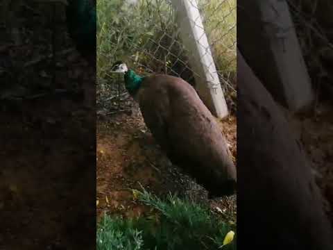 Tavus kuşunun bebekleri oldu fakat... Tavus kuşu civcivleri. Tavus kuşu part 4