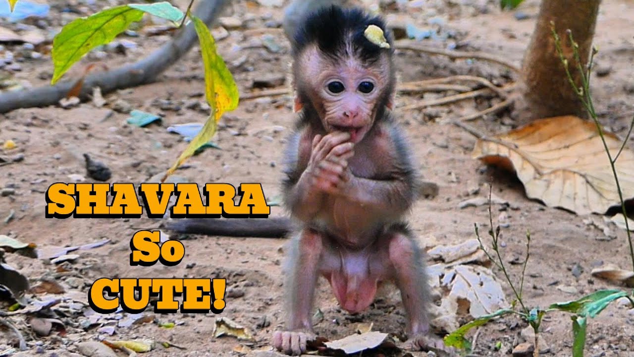 Shavara – The Most Adorable Baby of Scarlett, @monkeyscorner - YouTube
