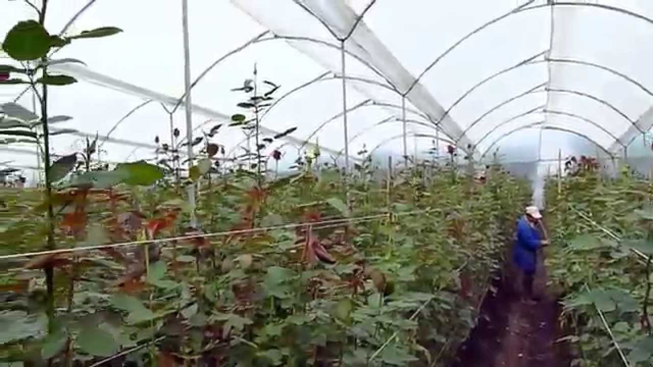 Day8 (Naranjo Roses Farm) - roses at stage 1 during 10 Day Ecuador ...