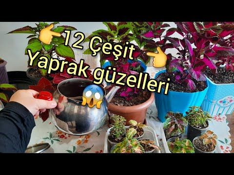 1 BARDAK VERDİM  YAPRAK  GÜZELİ ÇİÇEĞİ BAKIMI ÇİÇEK BAKIMI