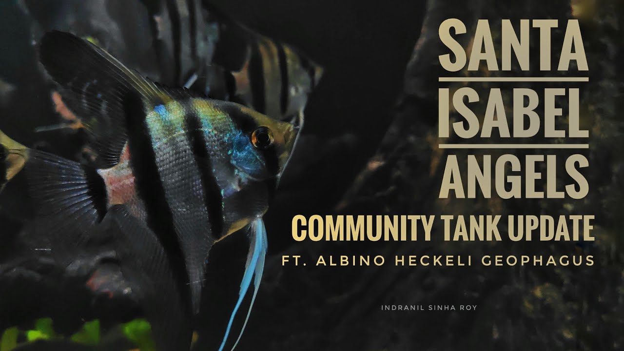 SANTA ISABEL ANGELS !! South American Community Aquarium !! Angels with ...