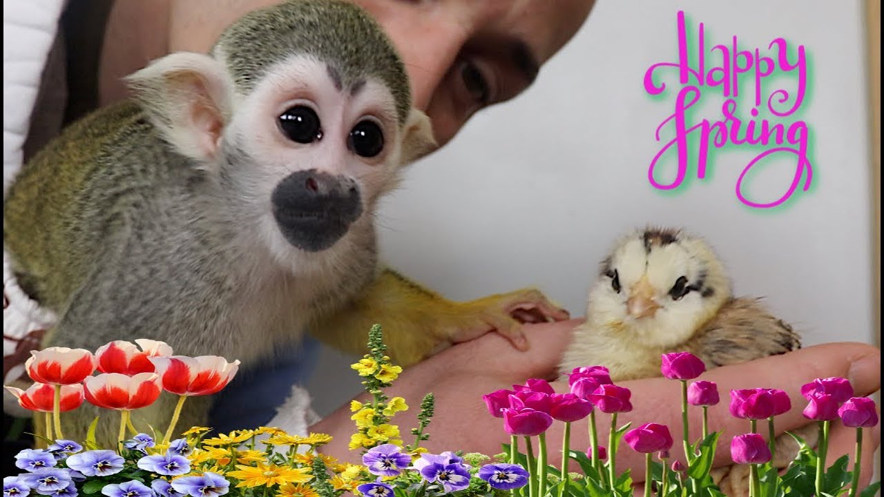 Baby Monkey Meets Little Chick & Duck #Cute #MonkeyBooCrew #BabyMonkey ...