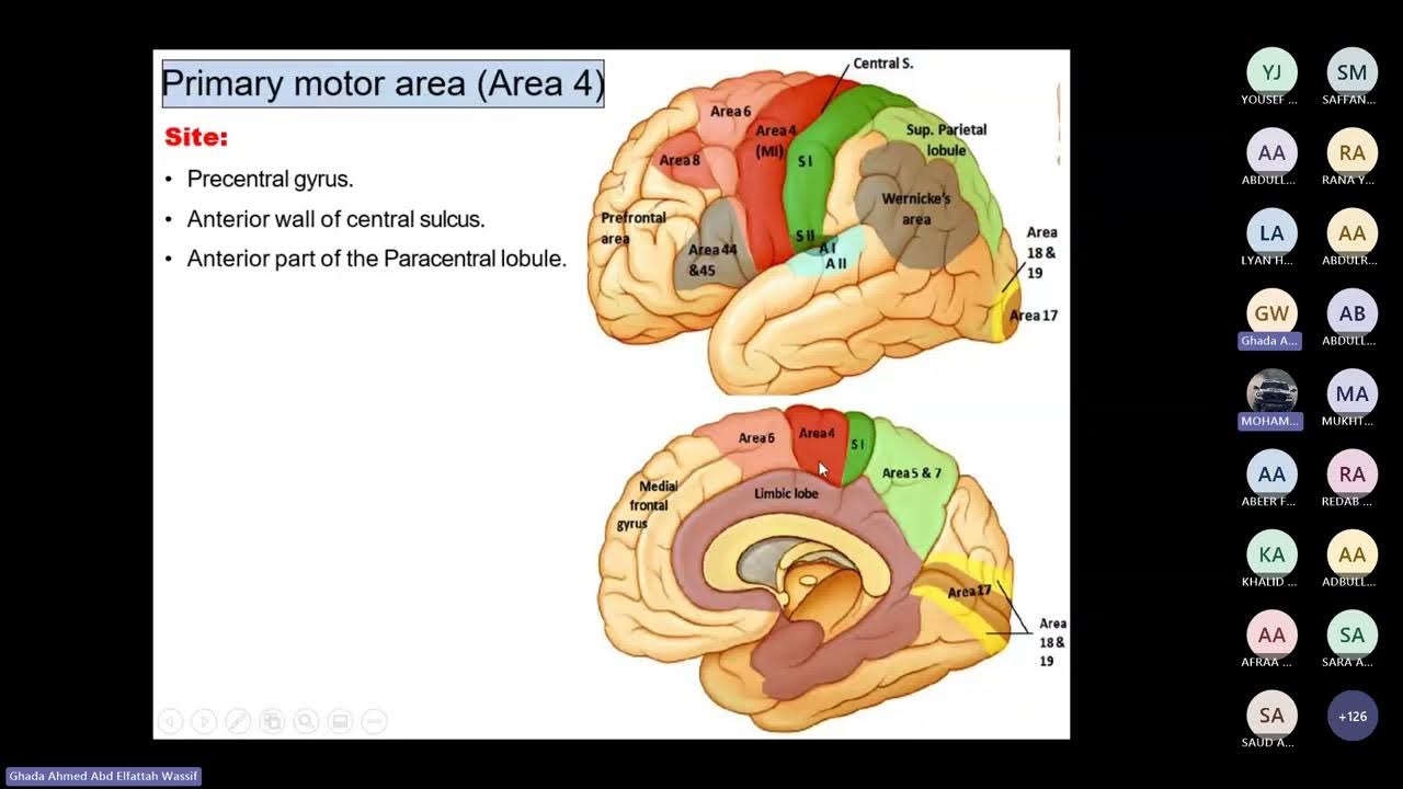 Lect. 2 Neuroanat. Higher cortical functions By: Prof. Ghada Wassif - YouTube